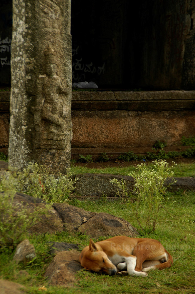 INDog Project – INDog – the indigenous village dog of the Indian ...