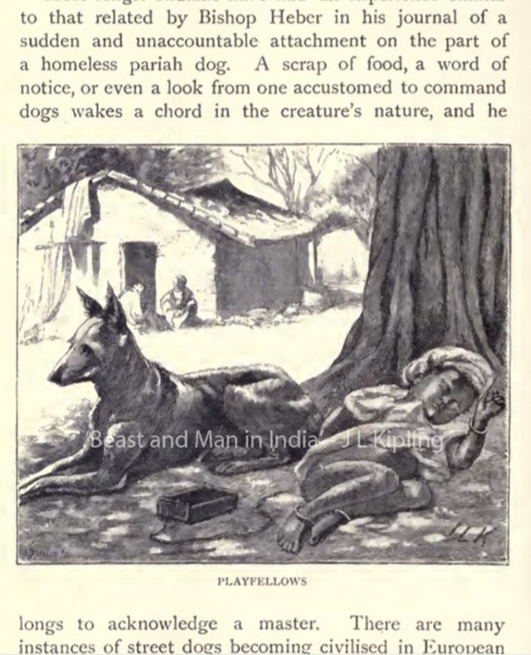 INDog Project – INDog – the indigenous village dog of the Indian ...